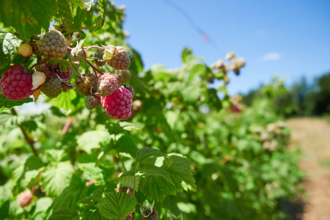 How to Begin Planting Raspberry Canes for a High-Yield Berry Harvest ...