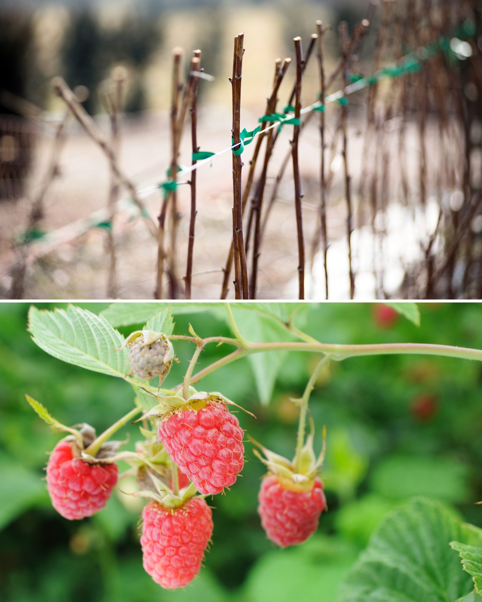 How to Begin Planting Raspberry Canes for a High-Yield Berry Harvest - LeafyJournal