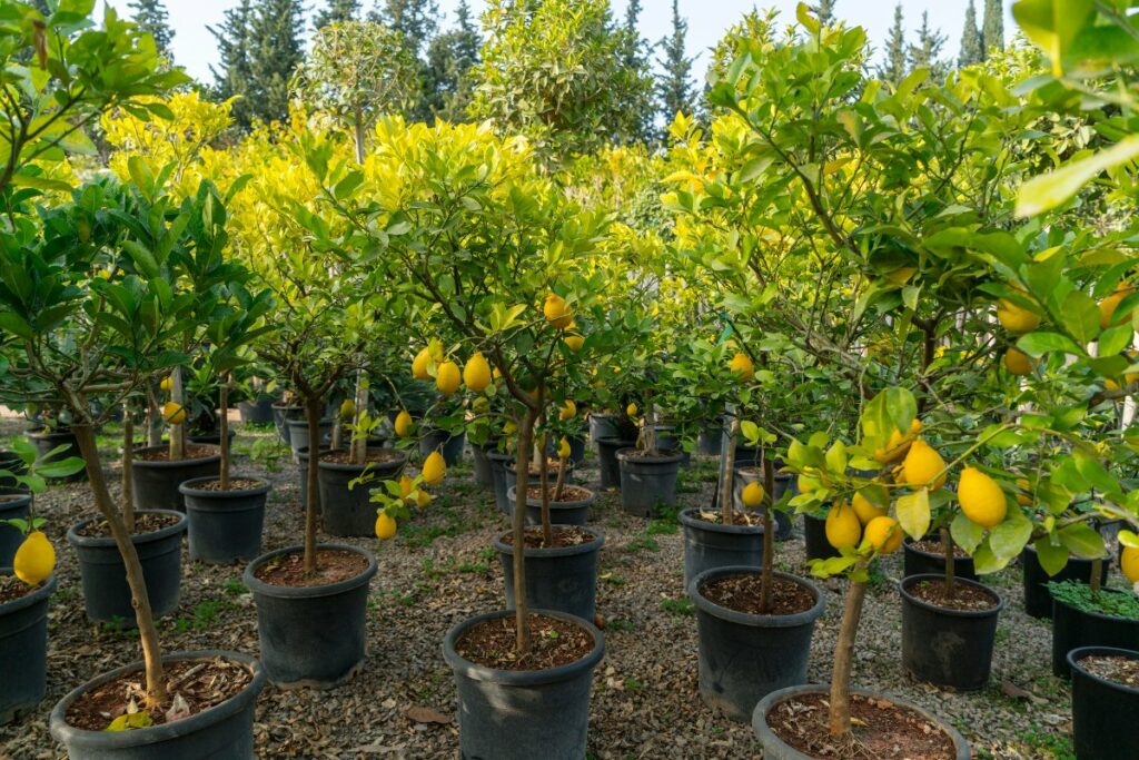How To Grow A Lemon Tree Anywhere From Seed - LeafyJournal