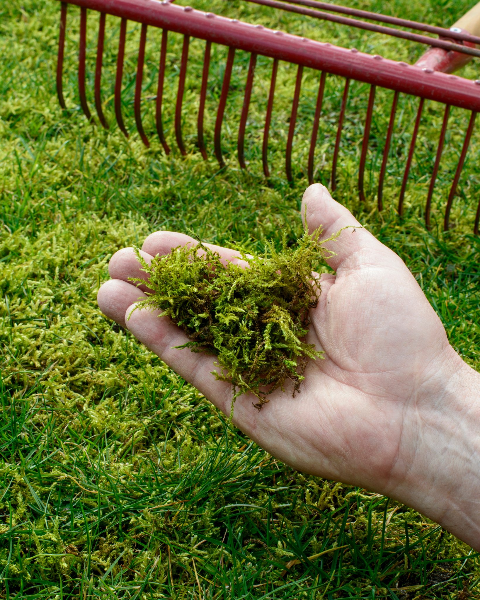 10 Low-Maintenance Substitutes for Your Traditional Grass Lawn ...