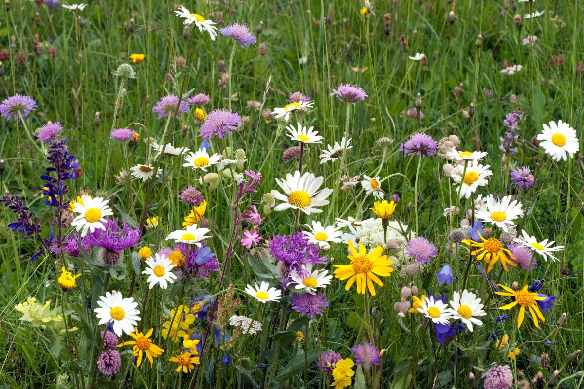 A Complete Guide to Transforming Your Lawn into a Wildflower Meadow ...