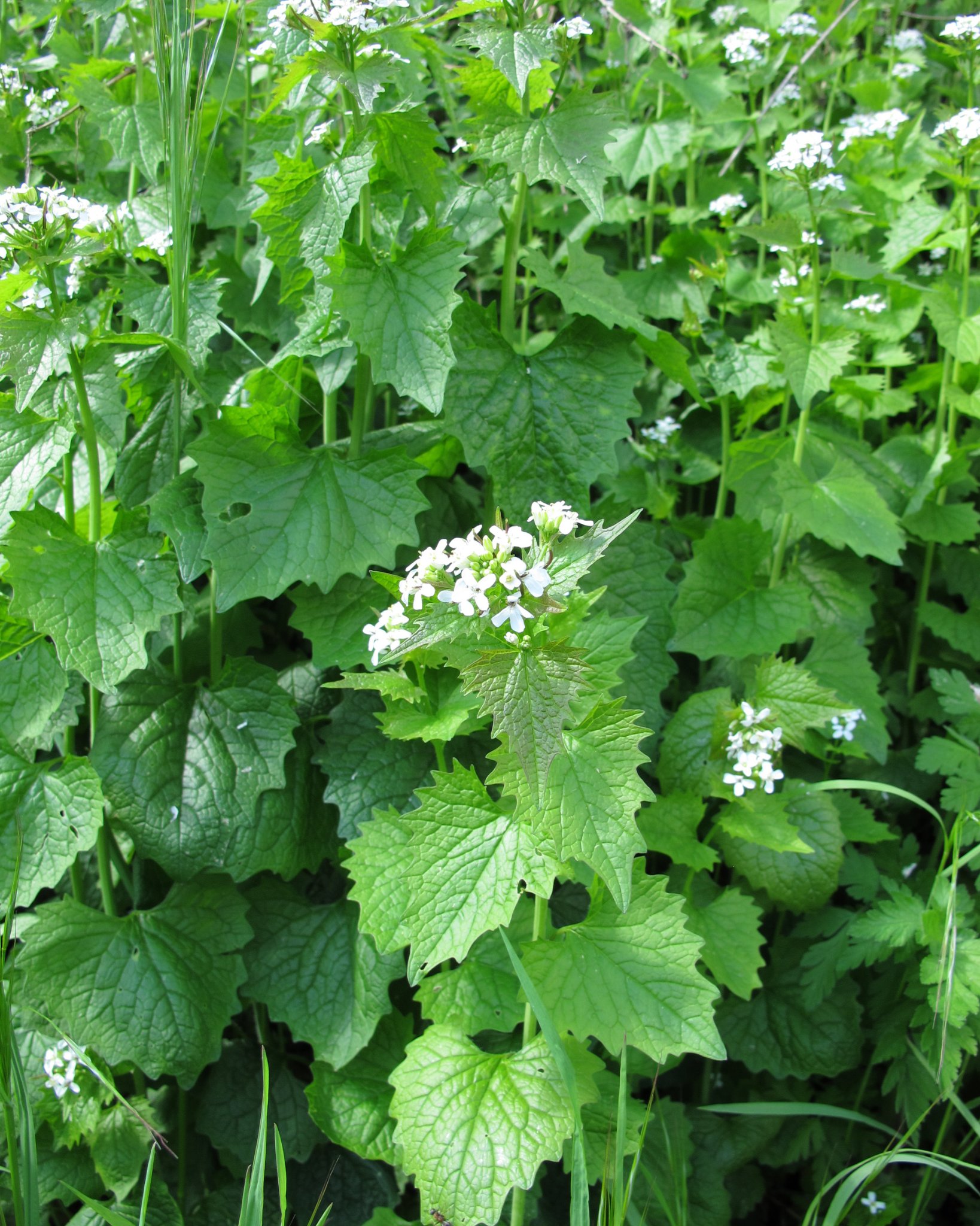 Garlic Mustard – A Deliciously Invasive Edible Weed - LeafyJournal