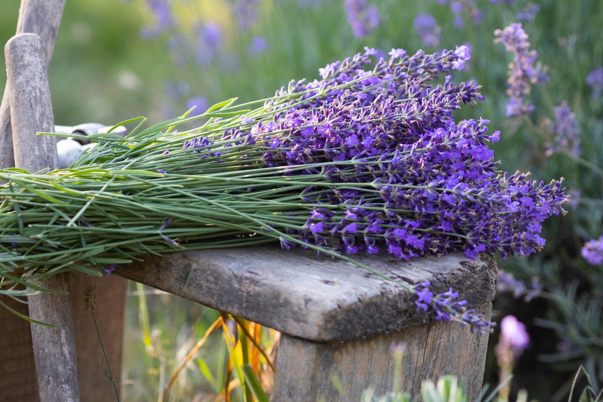 Best Way To Trim Lavender in Spring and Fall For More Flowers ...