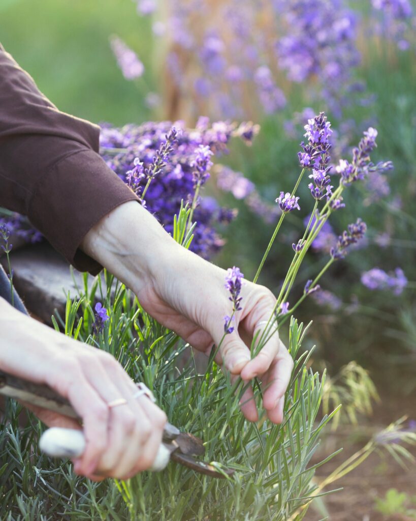 Best Way To Trim Lavender in Spring and Fall For More Flowers ...