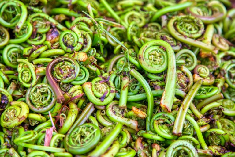 Edible Ferns: How to Identify, Plant, and Harvest Fiddleheads ...