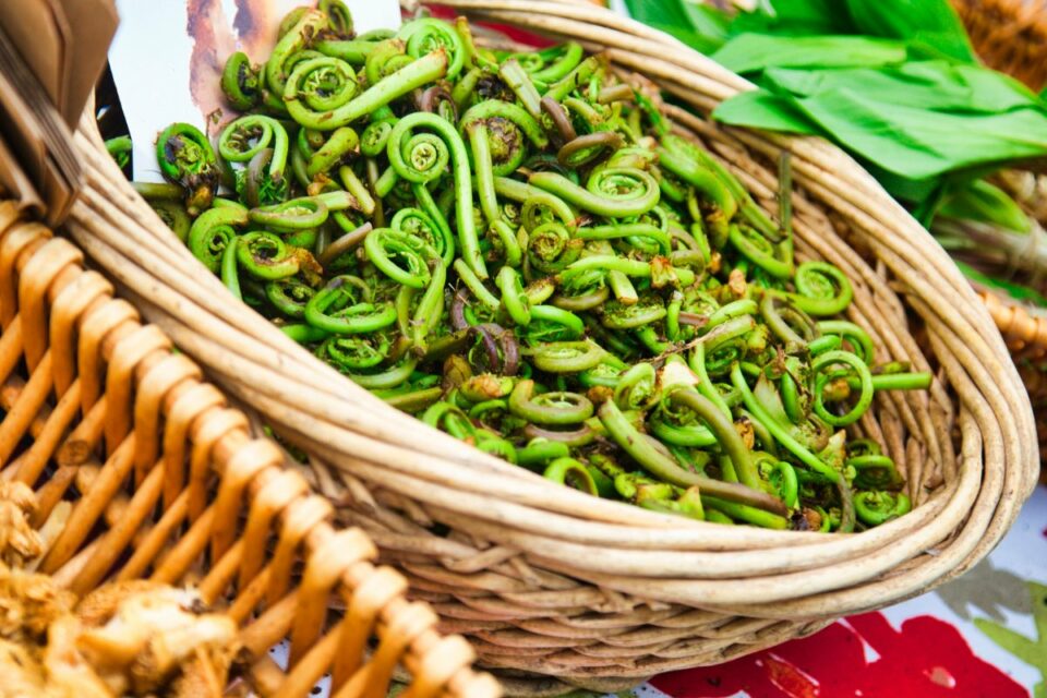 Edible Ferns: How to Identify, Plant, and Harvest Fiddleheads ...