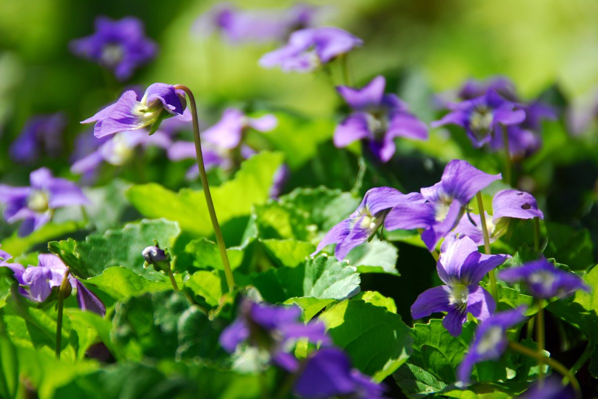 6 Amazing Reasons to Keep Wild Violets in Your Yard - LeafyJournal