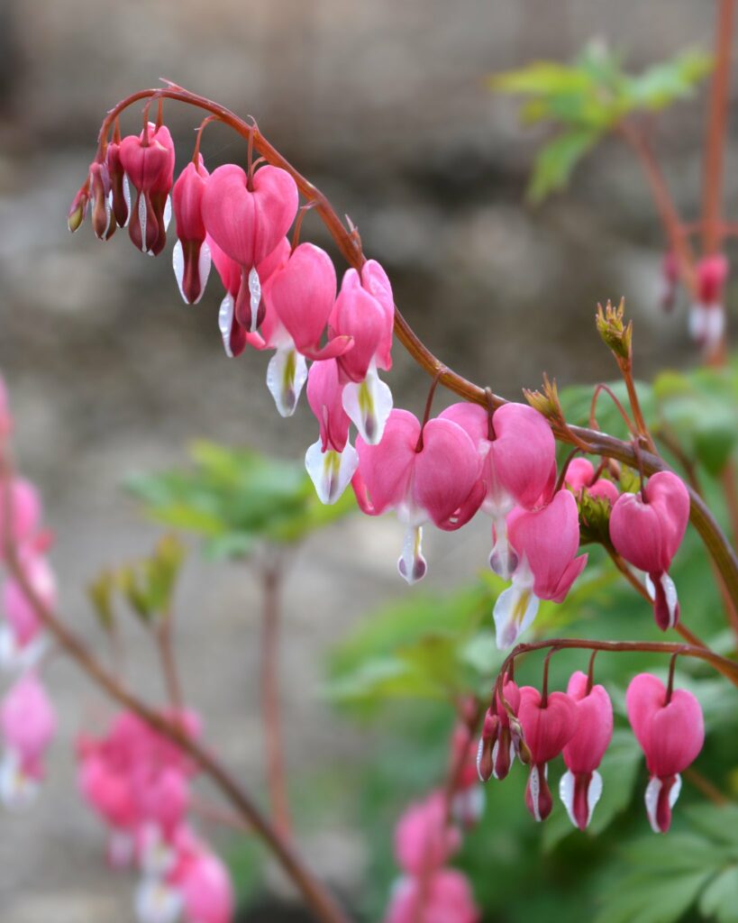 8 Spring Flowers To Brighten Up Your Shaded Garden - LeafyJournal