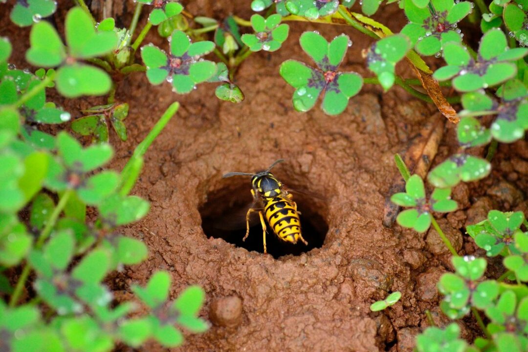 How to Effectively Remove Underground Wasp Nests - LeafyJournal