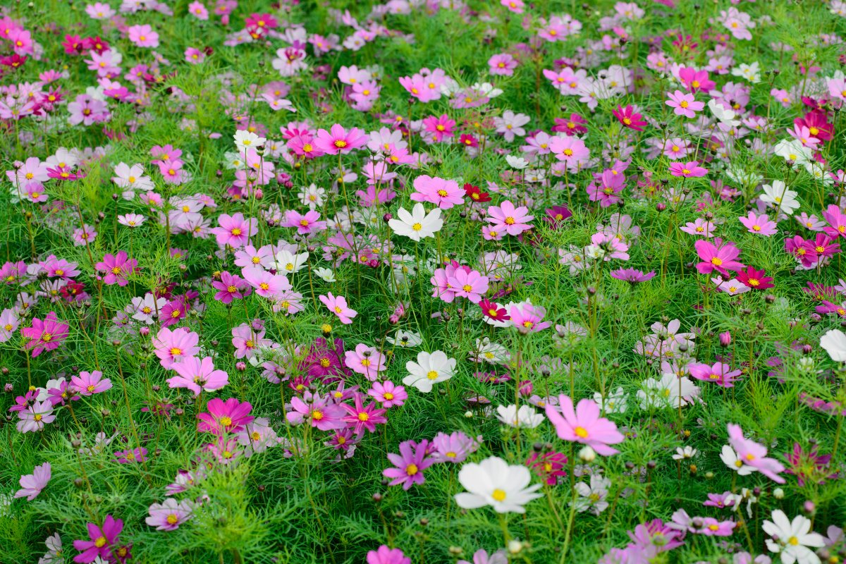 Benefits of Growing Cosmos in Your Edible Garden - LeafyJournal