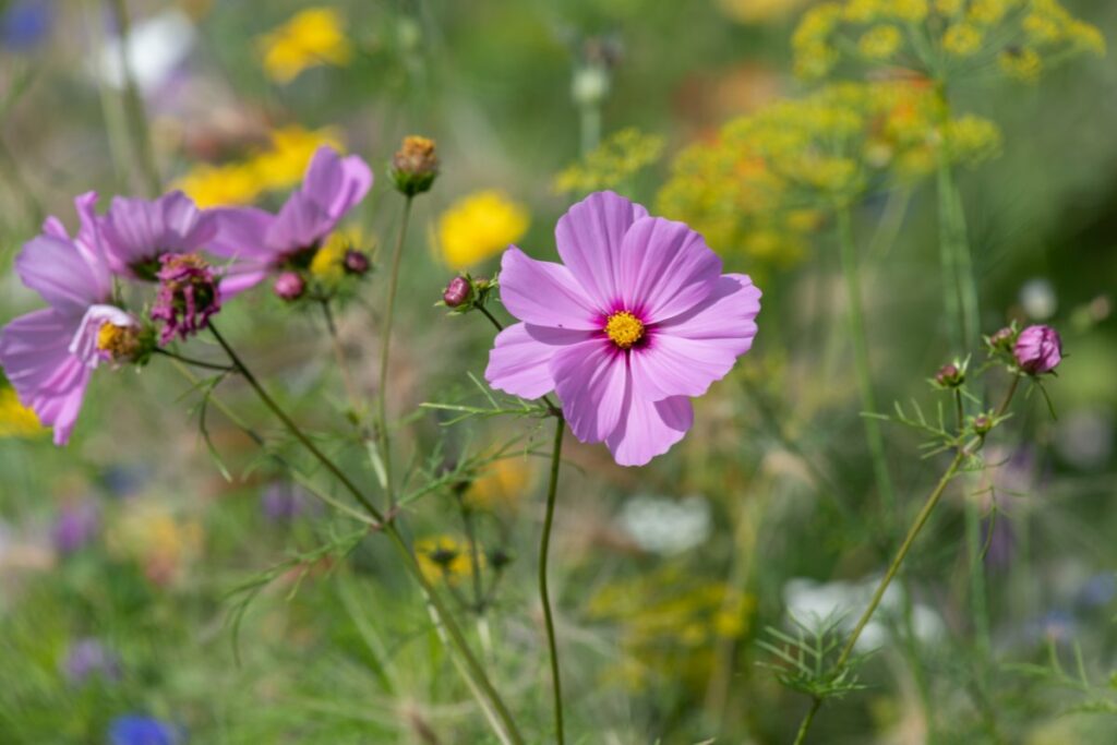 Benefits of Growing Cosmos in Your Edible Garden - LeafyJournal
