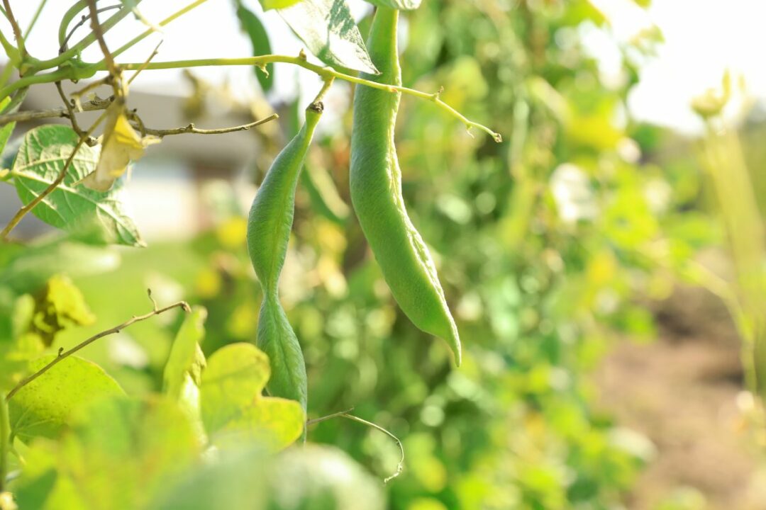 The Complete Green Bean Growing Guide – From Seed to Harvest - LeafyJournal