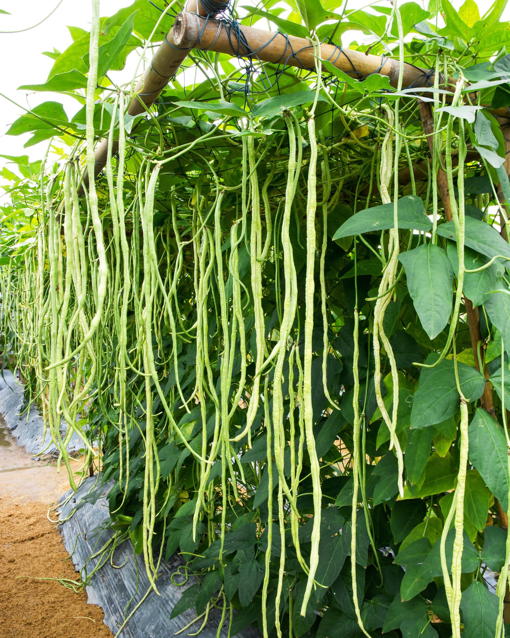 The Complete Green Bean Growing Guide – From Seed to Harvest - LeafyJournal