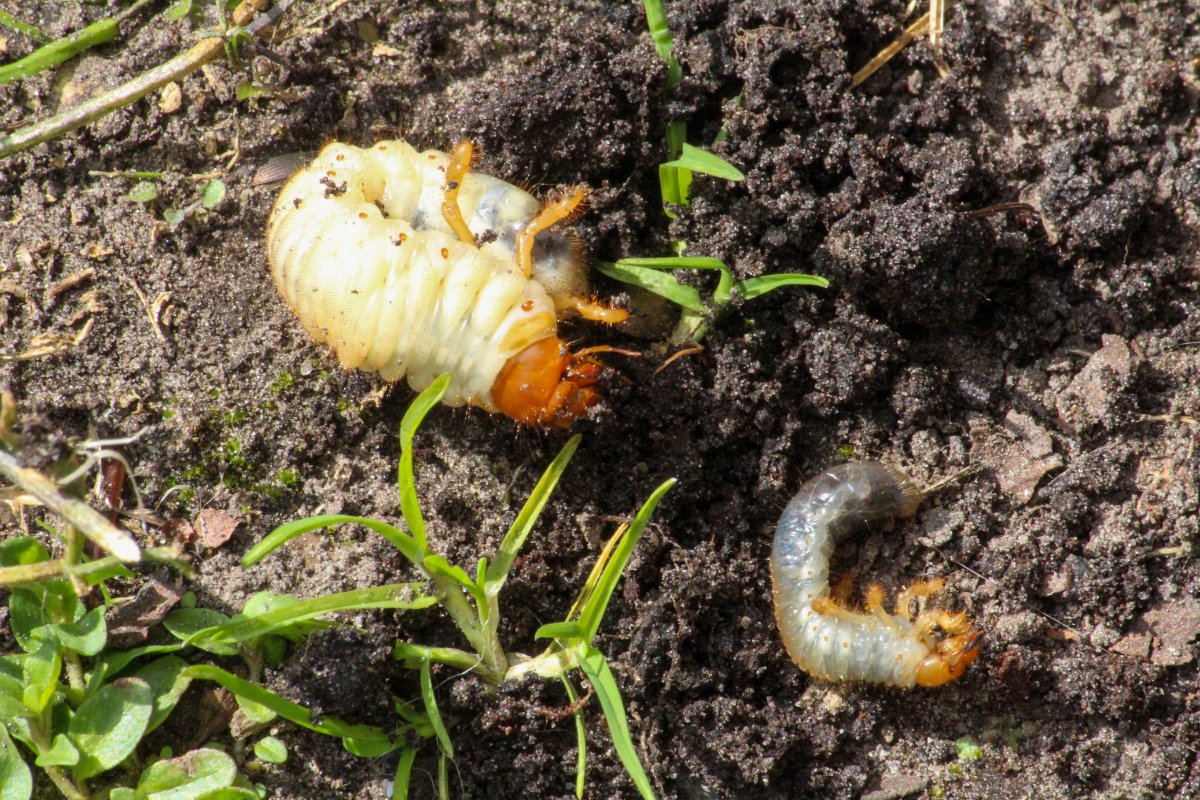 8 Signs Your Lawn Has Grubs and Tips to Remove Them - LeafyJournal