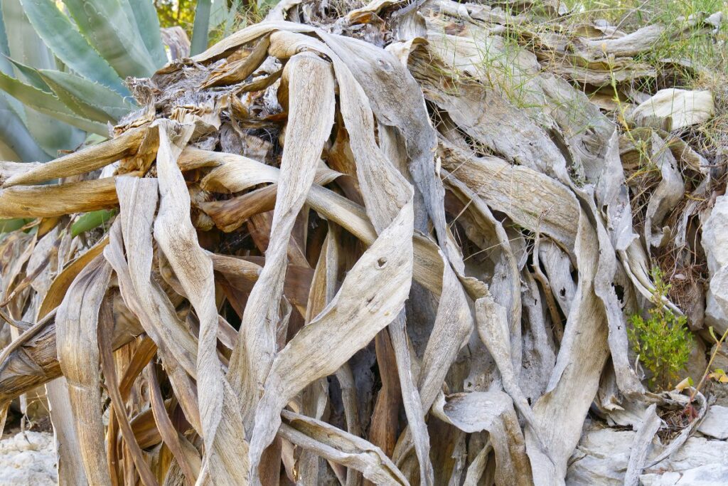 Aloe Plant Dying? Discover Six Signs of Underwatering in Your Aloe ...