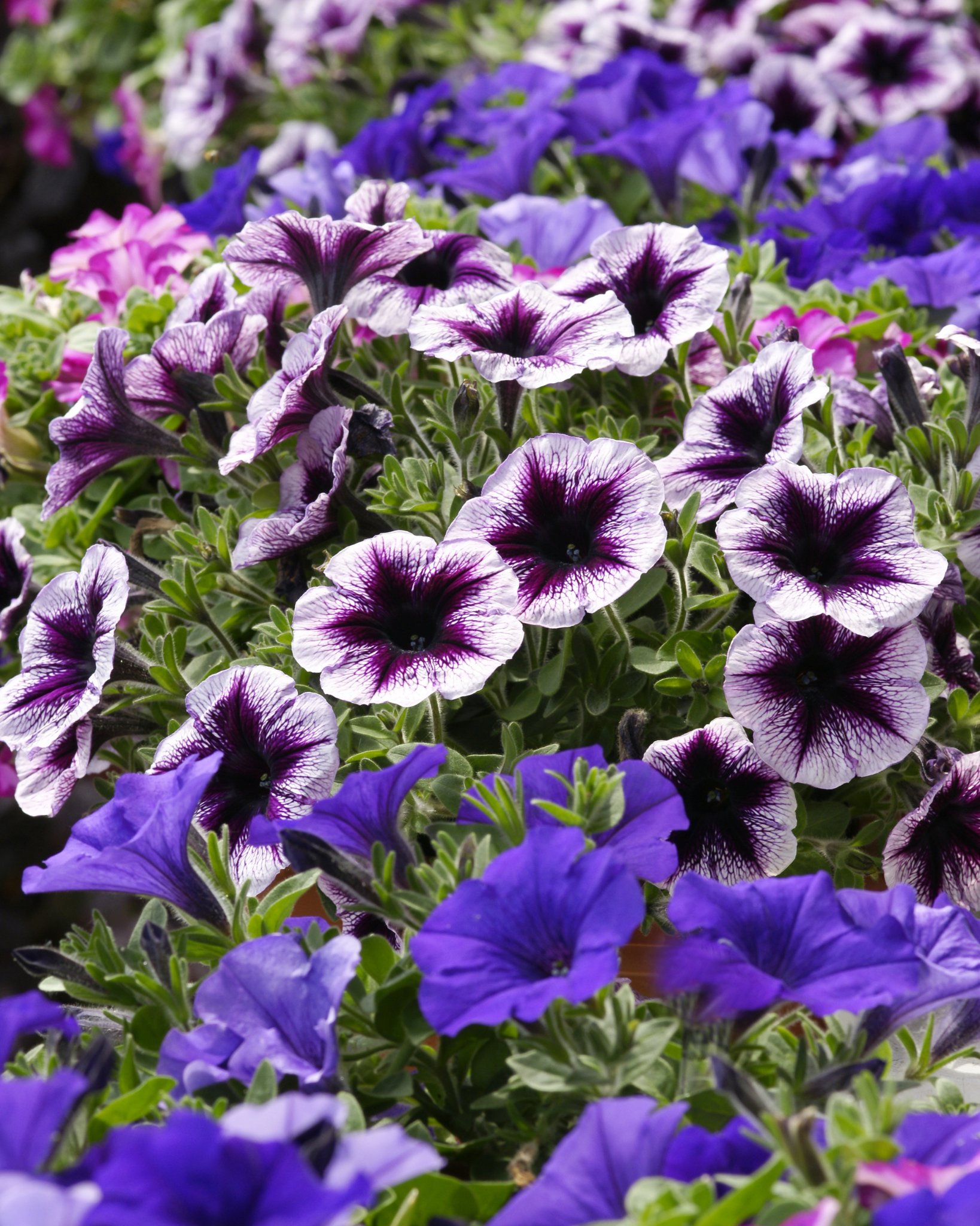 Discover The Unique Significance Of Petunias And What Sets Them Apart ...