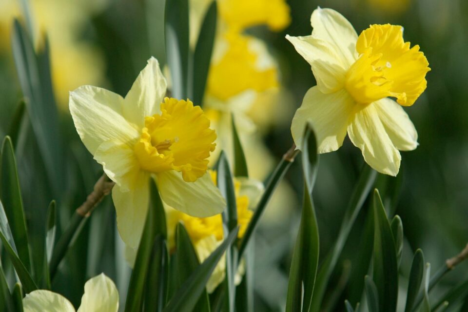 8 Facts About Daffodils You Might Not Know - LeafyJournal