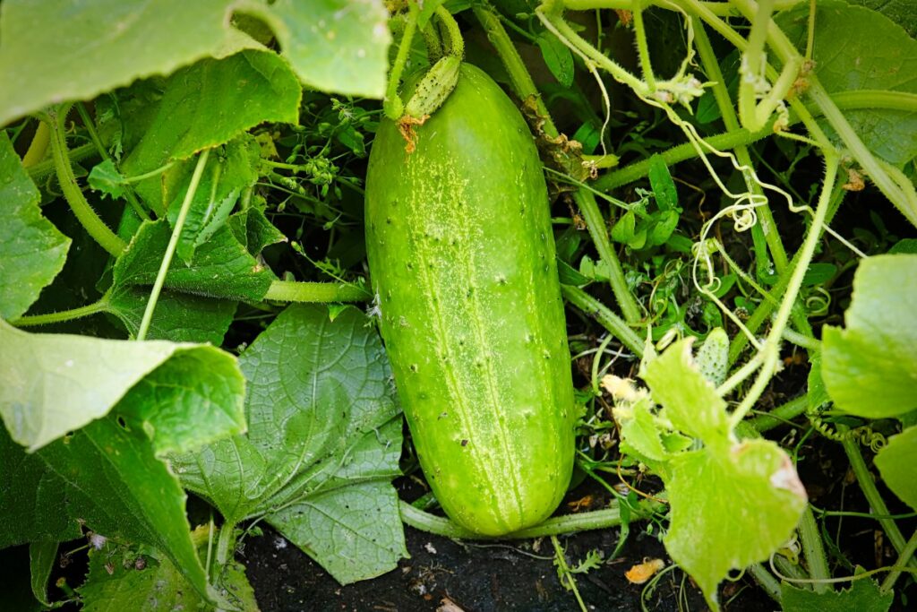 How to Grow Perfect Cucumbers: 10 Expert Gardening Tips - LeafyJournal