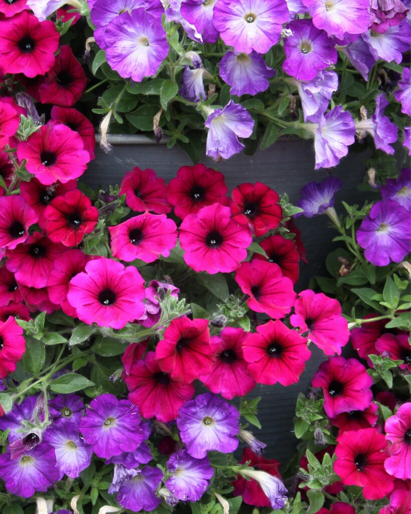 14 Bright Annual Flowers For A Summer Garden That Blooms All The Time ...