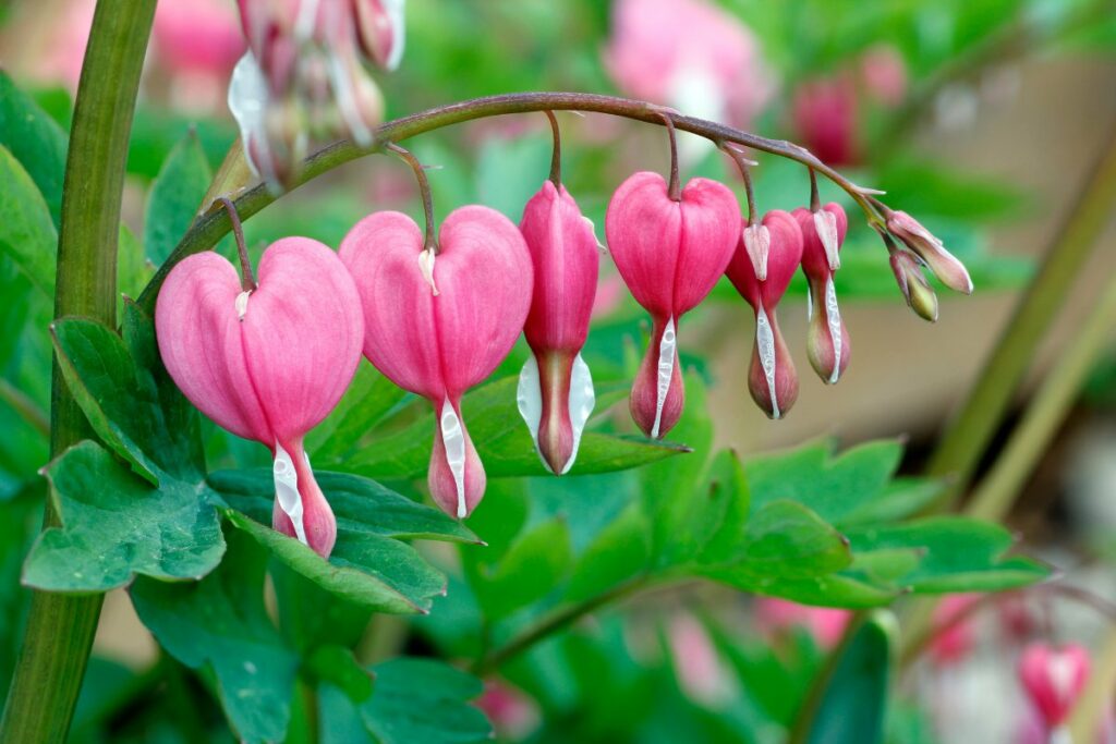 8 Simple Secrets To Care For Your Bleeding Heart Plant - LeafyJournal