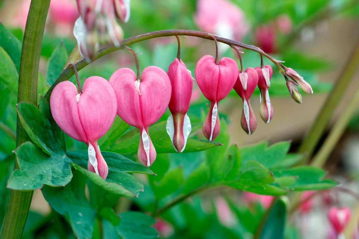 8 Simple Secrets To Care For Your Bleeding Heart Plant - LeafyJournal