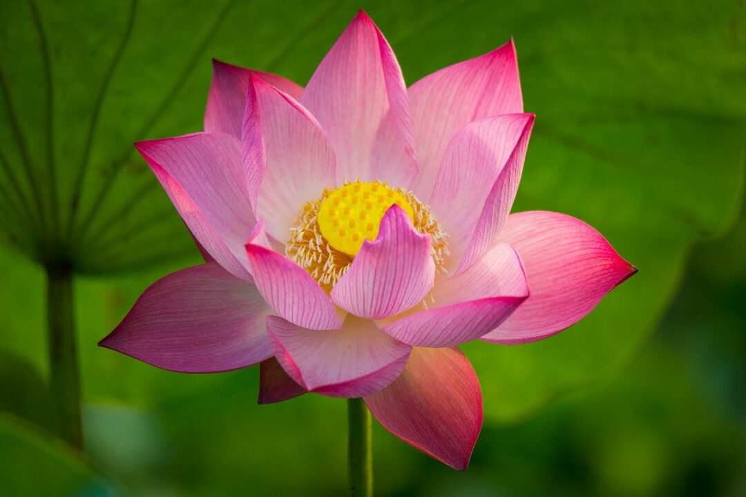 20 Stunning Chinese Flowers and Their Symbolic Meanings - LeafyJournal
