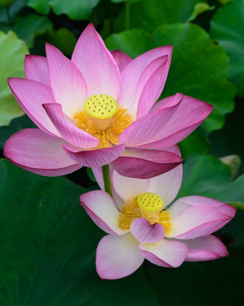 20 Stunning Chinese Flowers and Their Symbolic Meanings - LeafyJournal