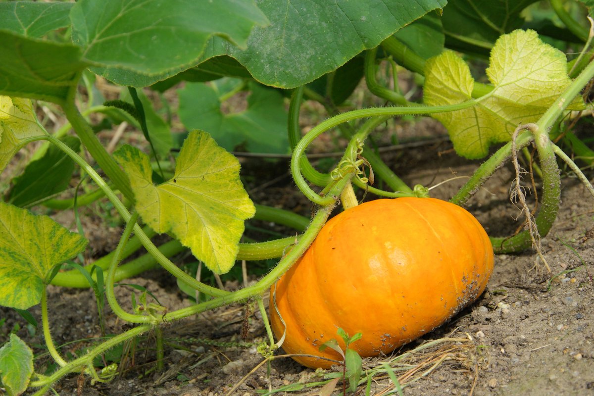 How Many Pumpkins Grow on One Plant? Here's the Answer - LeafyJournal