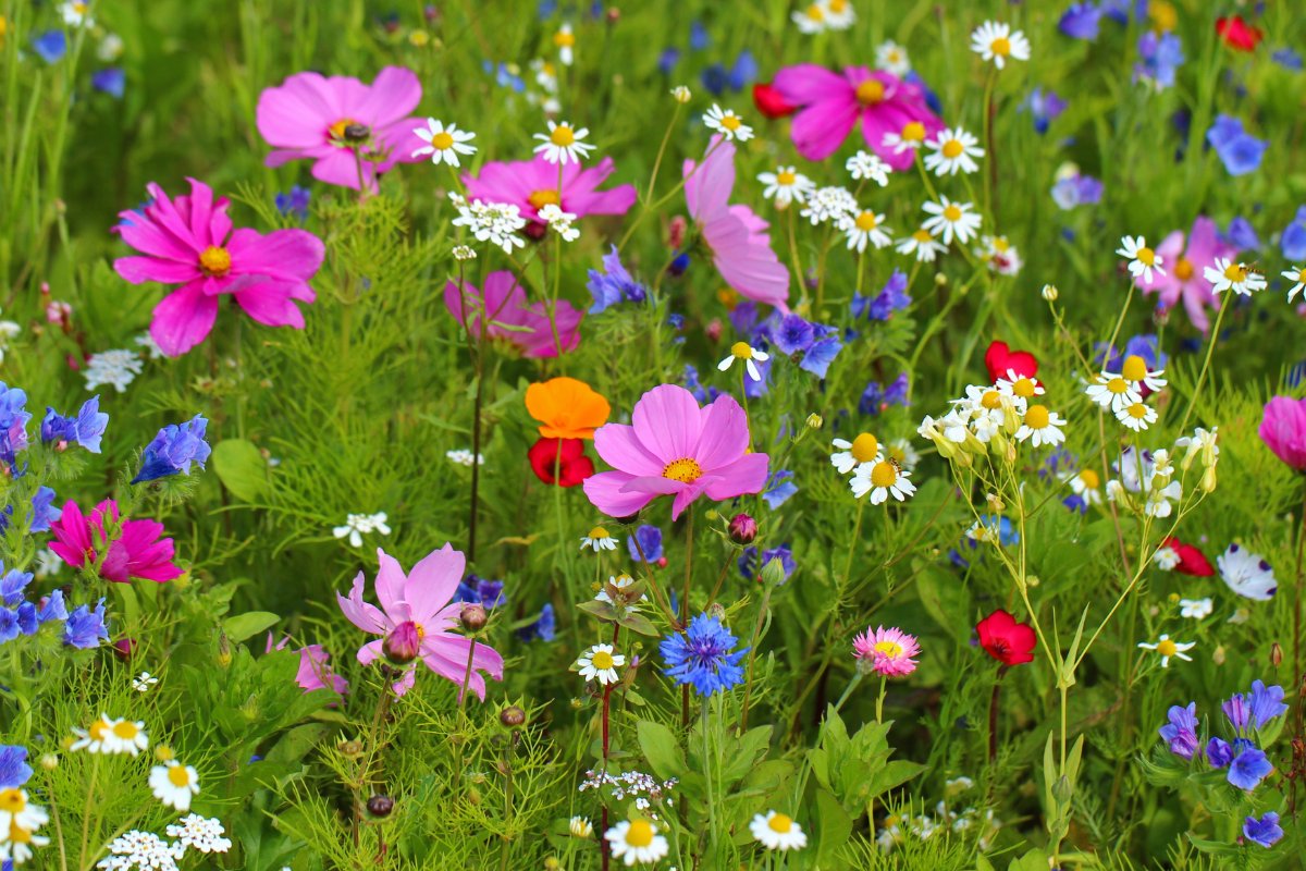 The Best Time And Way To Plant Wildflower Seeds For A Wild Garden ...