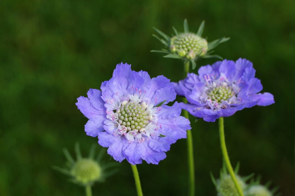 20 Gorgeous Blue Flowers to Brighten Up Your Landscape - LeafyJournal
