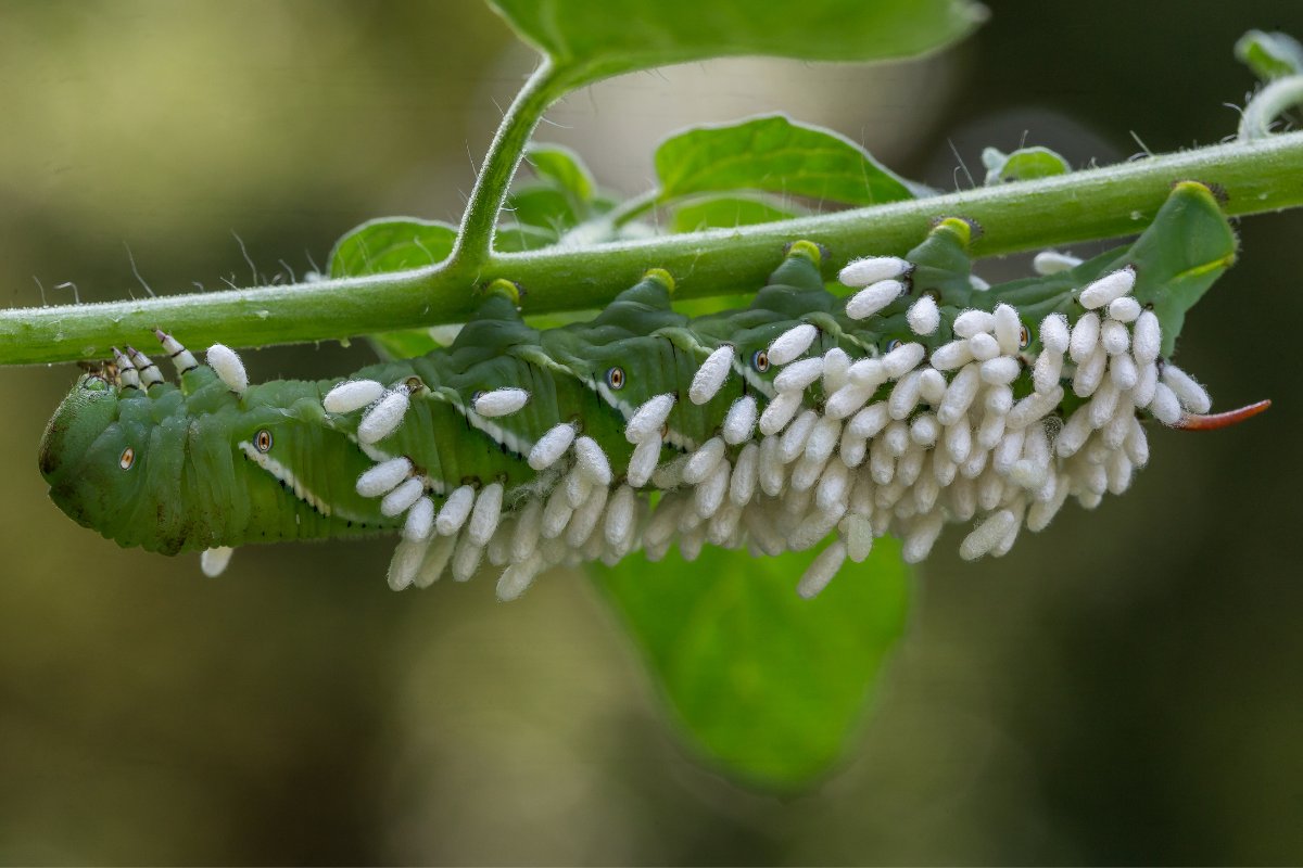 How To Identify Tomato Hornworm Eggs and Effective Ways to Control Them - LeafyJournal