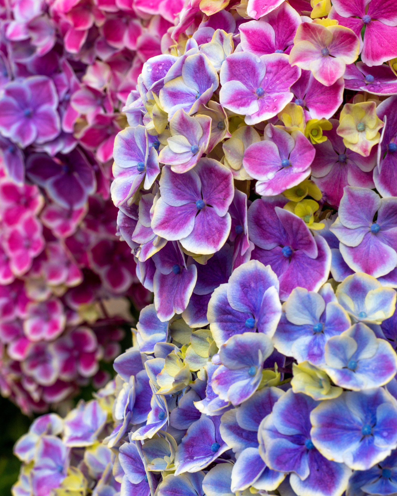 A Complete Guide To Transforming Hydrangea Colors For A Stunning Floral ...