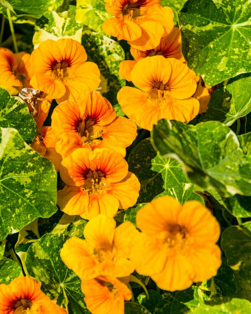A Complete Guide To Growing Nasturtiums From Seeds - LeafyJournal