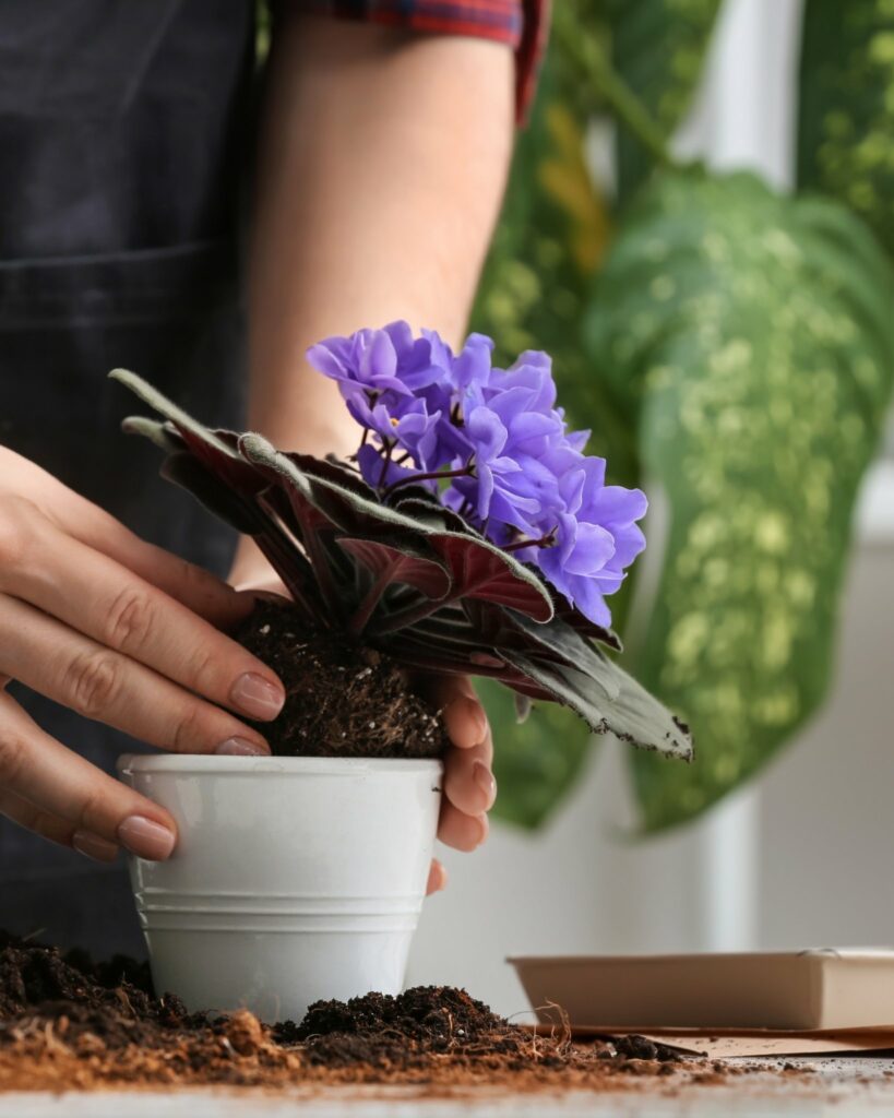 A Complete Guide to Repot African Violets for More Flowers - LeafyJournal