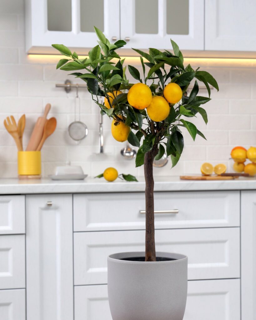How To Grow Your Own Indoor Meyer Lemon Tree That Bears Fruit ...