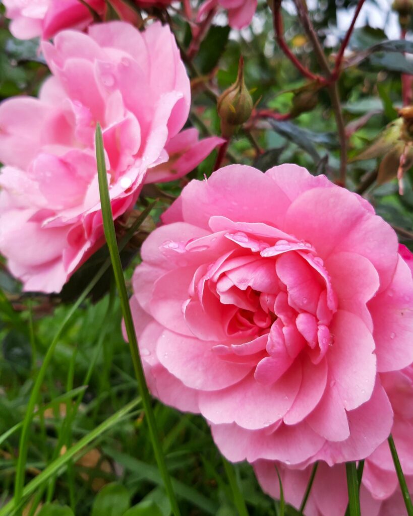 12 Tips For Cultivating Large Stunning Roses - LeafyJournal