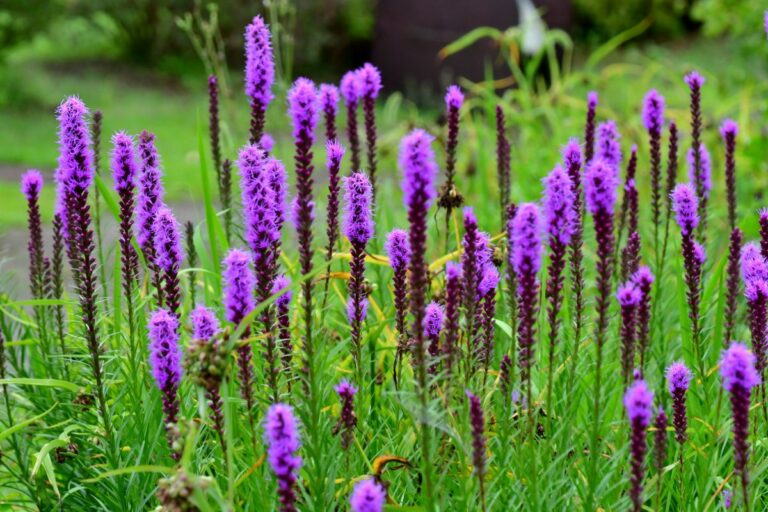 Grow These 12 Native Iowa Plants For An Attractive Garden - LeafyJournal