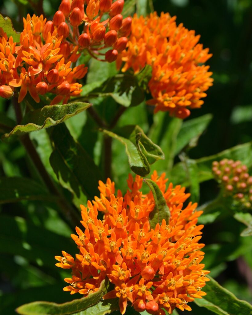 Grow These 12 Native Iowa Plants For An Attractive Garden - LeafyJournal