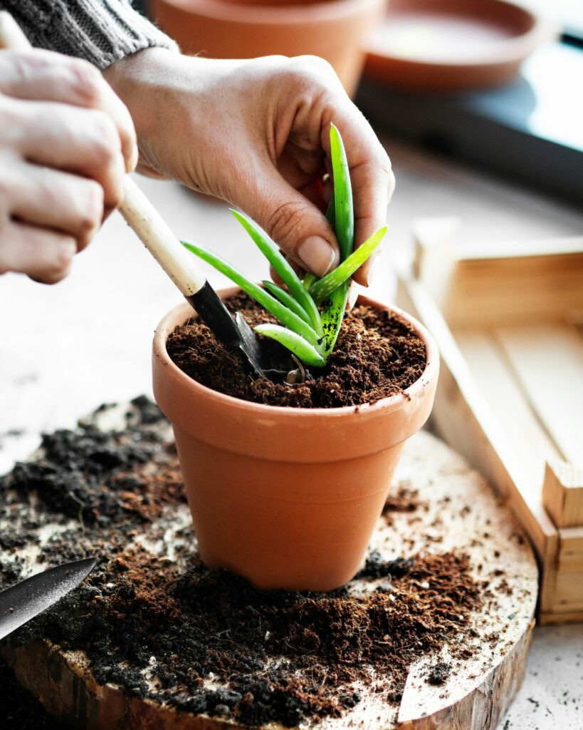 Top 10 Beginner-Friendly Plants That Are Easy to Grow - LeafyJournal