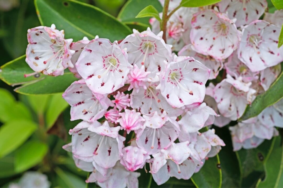 15 Pennsylvania Native Plants to Add to Your Garden - LeafyJournal