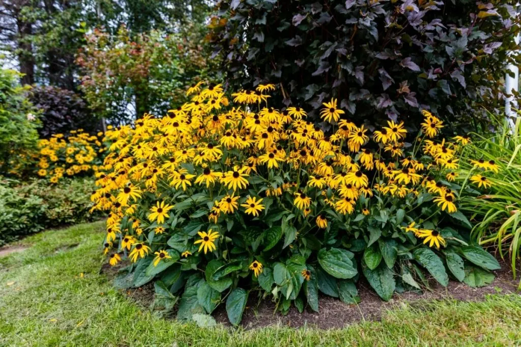 15 Pennsylvania Native Plants to Add to Your Garden - LeafyJournal