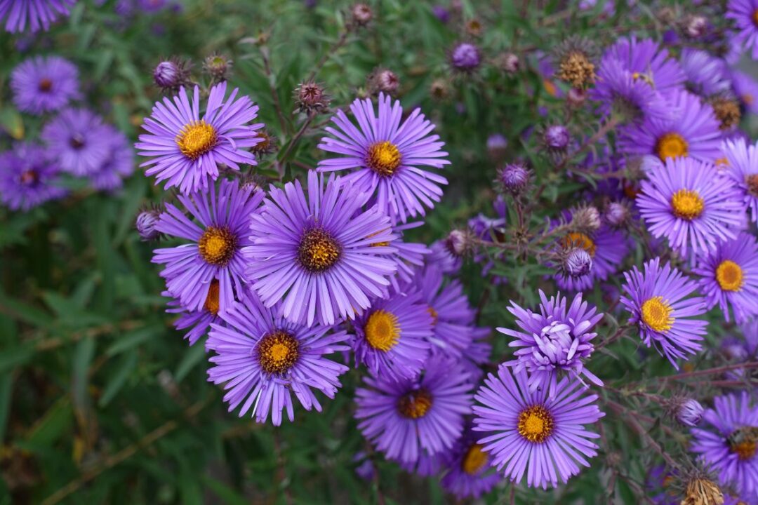 Start Your Fall Garden with 'October Skies' Asters - LeafyJournal