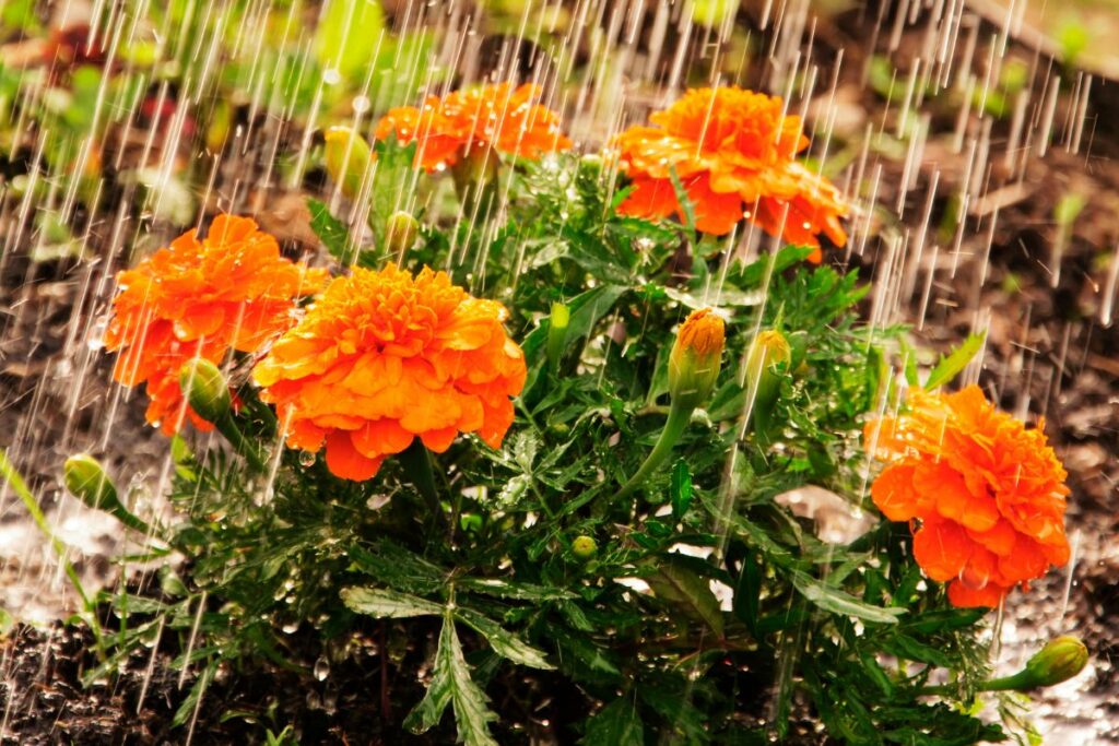 Avoid These Two Common Mistakes in Marigold Care at All Costs ...