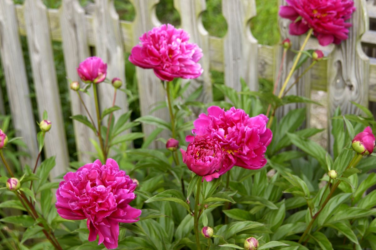 Essential Guide to Planting Peonies - LeafyJournal