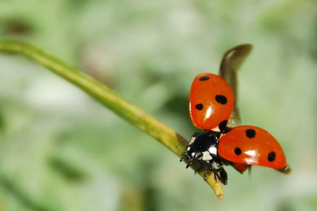 How to Fill Your Garden With Ladybugs And Ensure They Stay - LeafyJournal