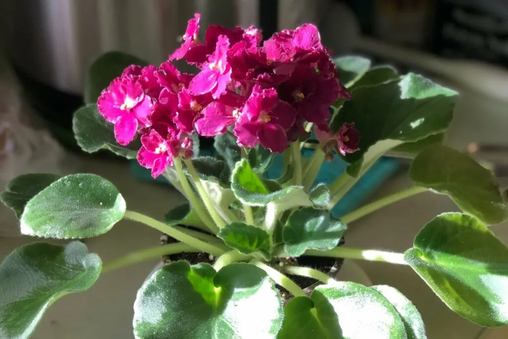How to Care for African Violets with Tips for More Blooms and ...