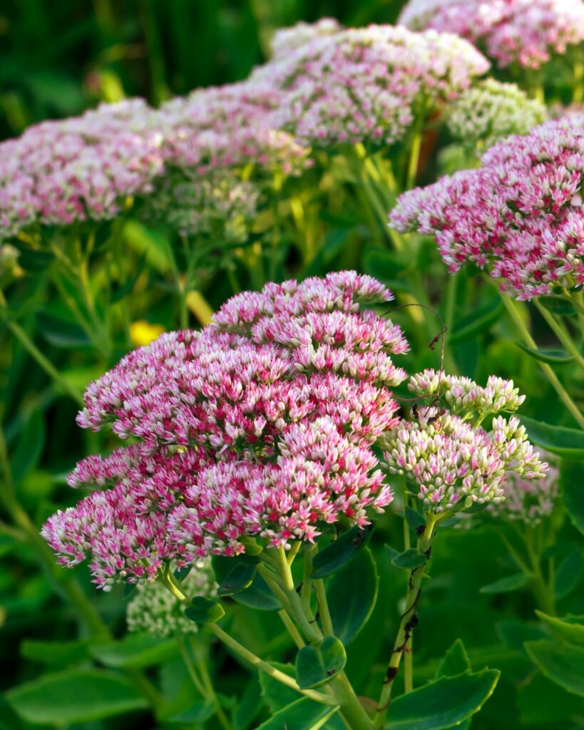 12 Perennials Perfect For Planting This Fall - LeafyJournal