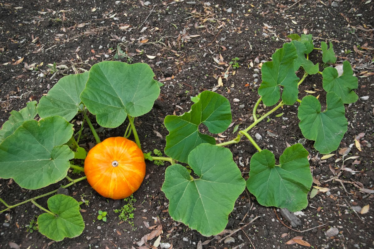 10 Ways to Tell If Your Pumpkins Are Ready to Harvest - LeafyJournal