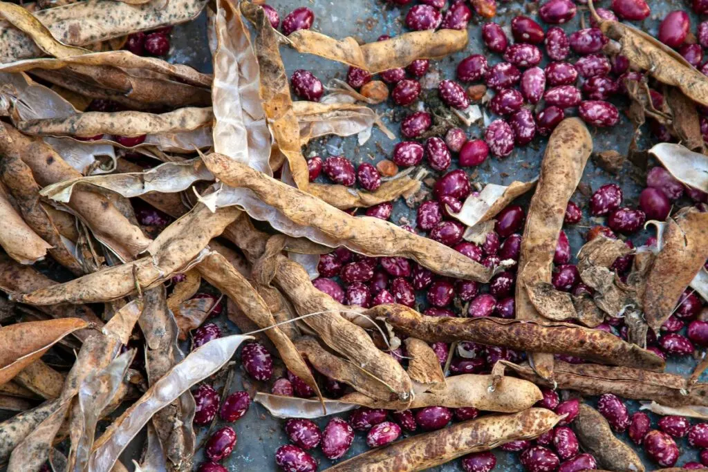 6 Good Reasons to Cultivate Dry Beans & Steps to Grow, Harvest and Keep ...