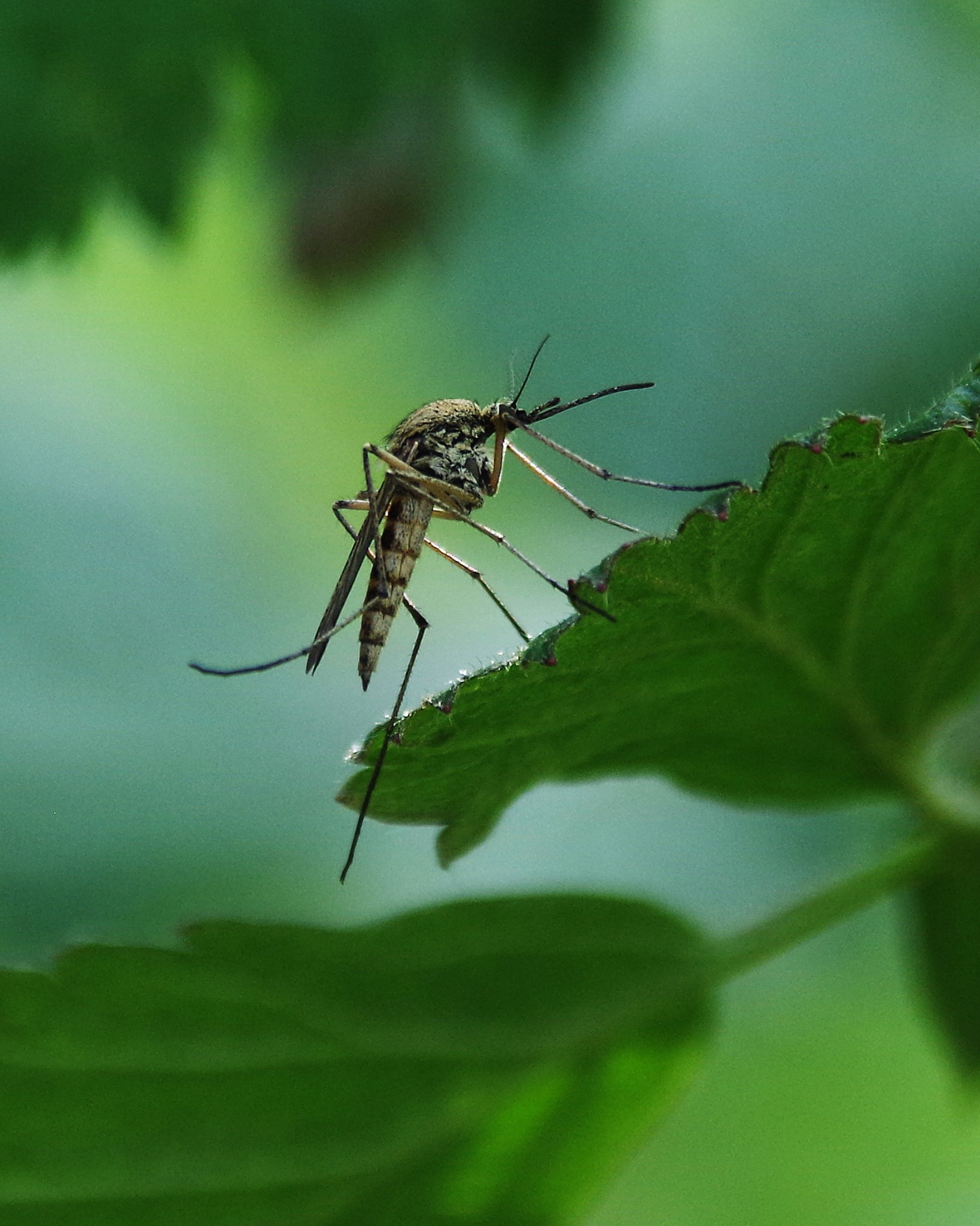5 Mosquito-Eating Critters And How To Invite Them Into Your Garden ...